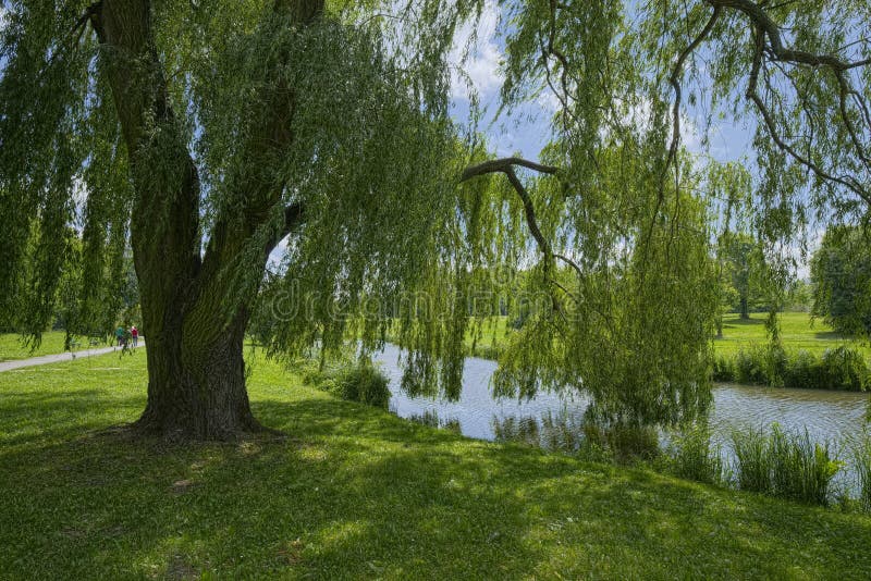 Tree next to river/stram stock photo. Image of running - 50755842