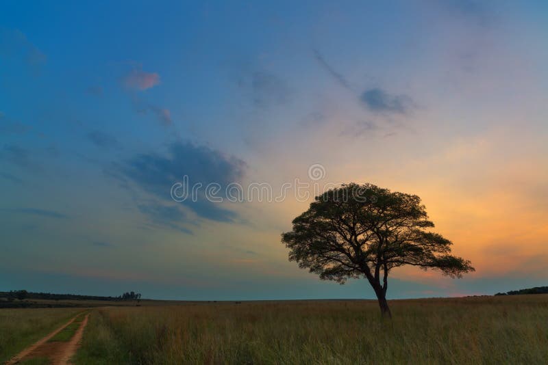 Tree next to the road stock image. Image of grass, tree - 60505013