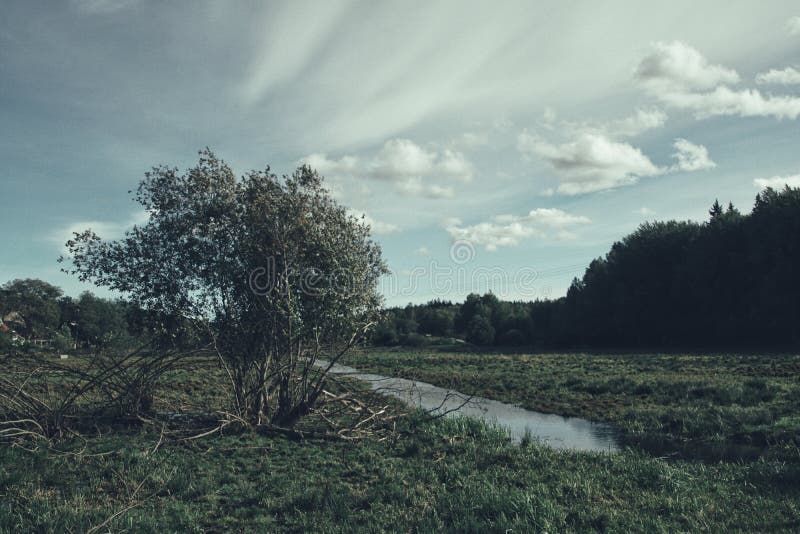 A Tree Next To Stream in the Field Stock Photo - Image of next, wind ...