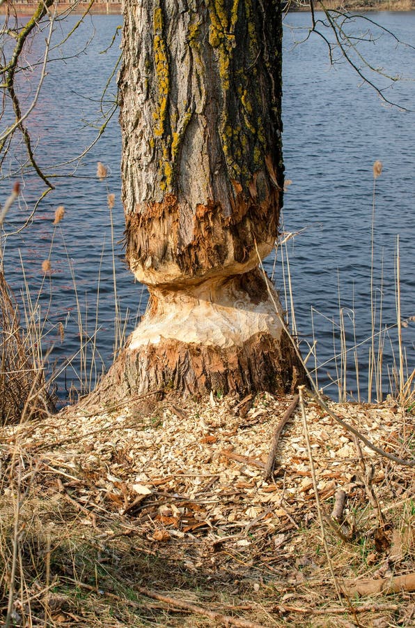 110 Beaver Trap Stock Photos - Free & Royalty-Free Stock Photos from ...