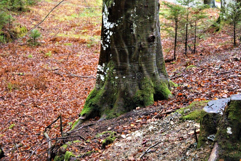 Tree stock photo. Image of nice, woods, fine, cold, cloudy - 80903162