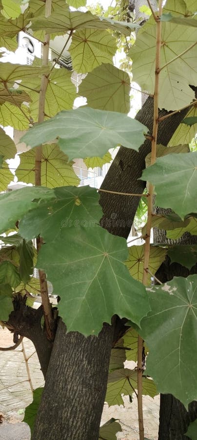 Tree with Nice Leaves on the Summers Stock Image - Image of jungle ...