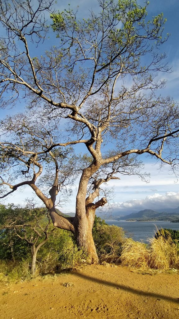 Tree with nice view stock image. Image of park, lanka - 250830371