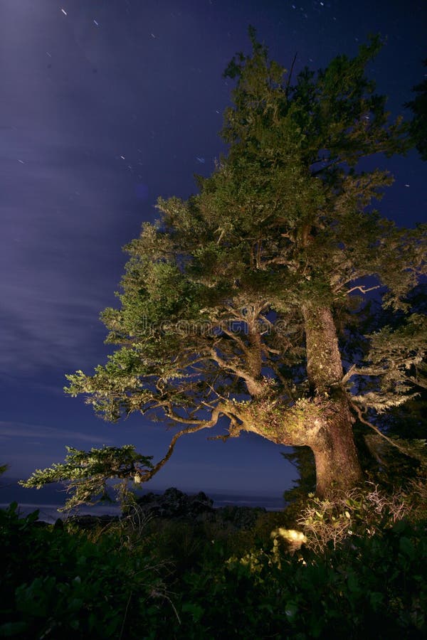 Tree at night stock image. Image of leaf, nature, wood - 10897245