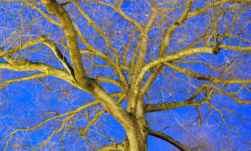 Tree at night stock image. Image of limb, tree, light - 12740083