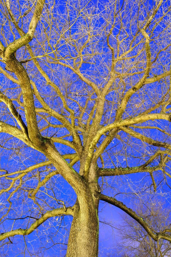Tree at night stock photo. Image of evening, colorful - 13180198