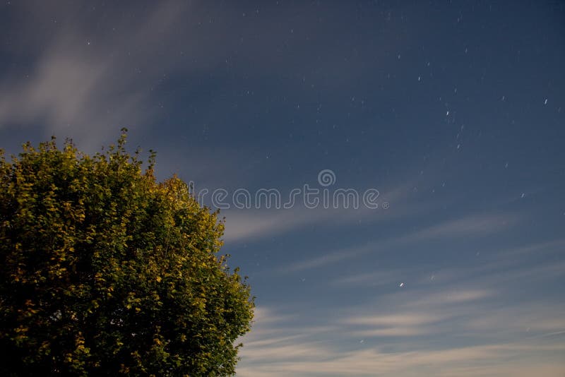 Tree at night stock image. Image of stars, moving, bush - 13202687