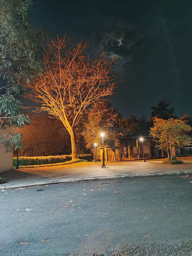 Tree at Night stock image. Image of ligh, tree, night - 262893469