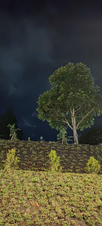 Tree at the night stock image. Image of night, random - 263599303