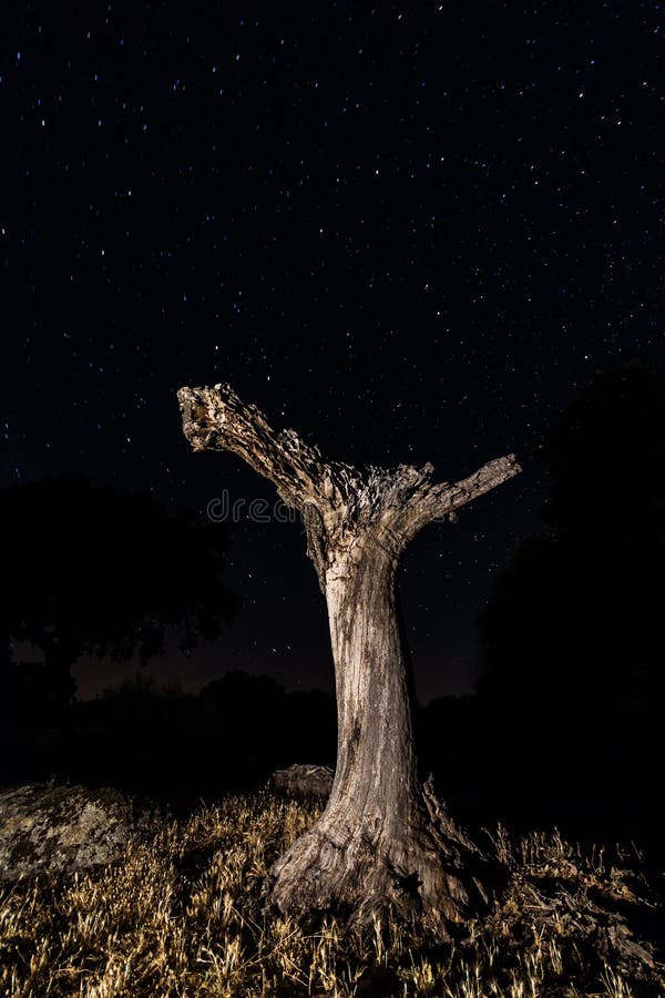 Tree at Night with Moon and Stars Stock Image - Image of black ...