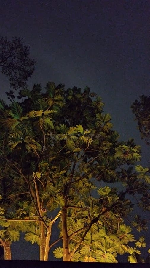Tree at night stock image. Image of evening, flower - 268427285