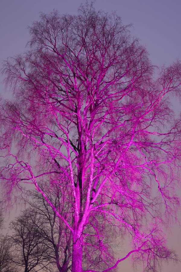 Tree at Night Colored with Searchlight Beam Stock Image - Image of ...