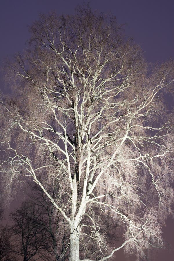 Tree at Night Colored with Searchlight Beam Stock Photo - Image of ...