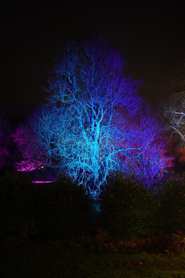 Tree at night stock image. Image of black, leaves, england - 168149565