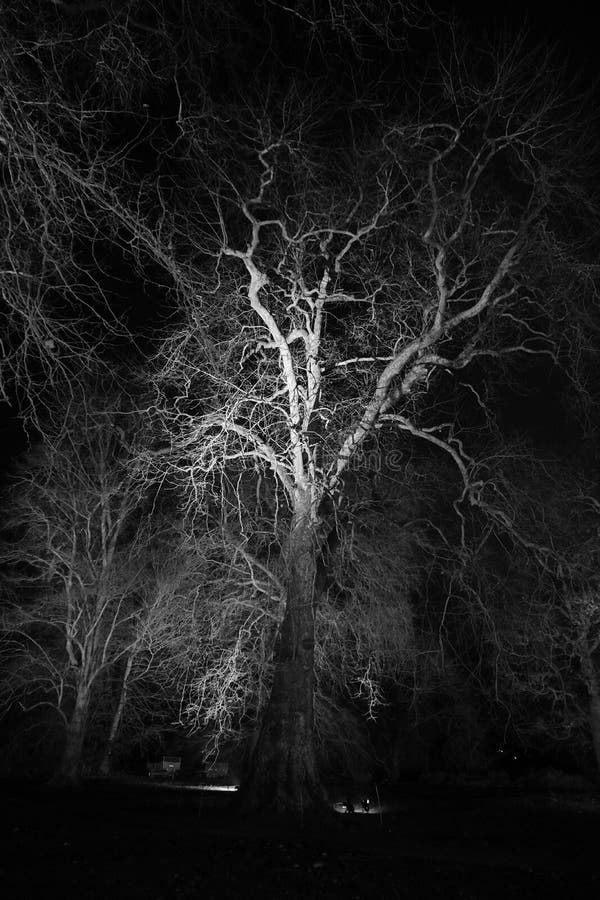 Tree at night stock photo. Image of walden, white, audley - 168149584