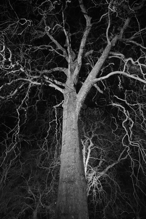 Tree at night stock image. Image of tree, trunk, black - 168149627