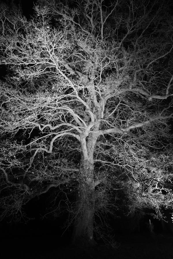 Tree at night stock photo. Image of english, essex, leaves - 168149708