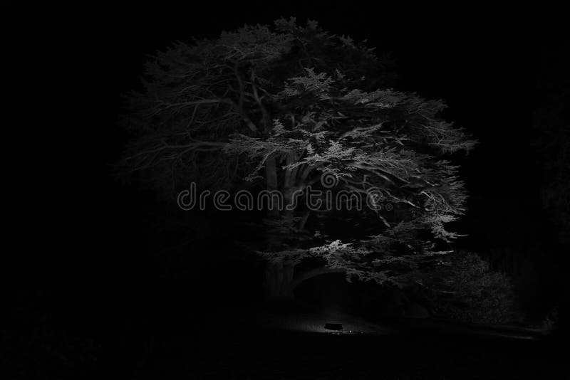 Tree at night stock photo. Image of bark, saffron, heritage - 168149754
