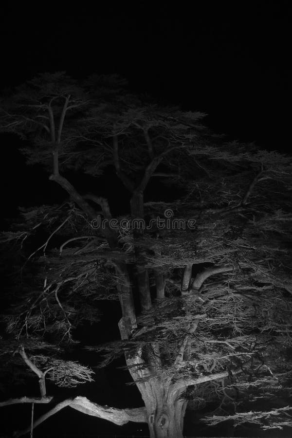 Tree at night stock photo. Image of saffron, audley - 168149788