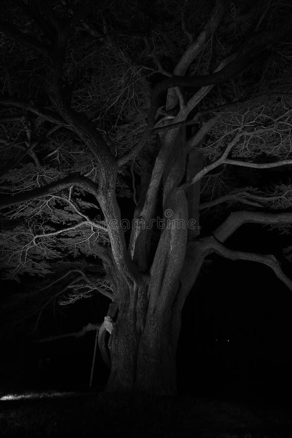 Tree at night stock photo. Image of night, wood, saffron - 168149820