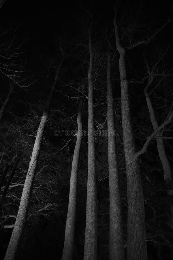 Tree at night stock image. Image of lights, leaves, bark - 168149861