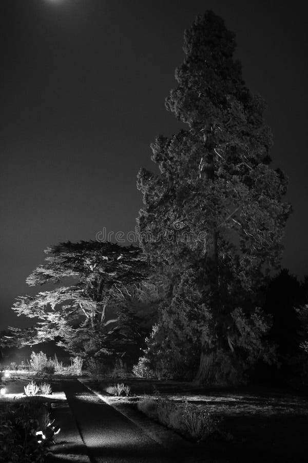 Tree at night stock photo. Image of essex, saffron, english - 168149868