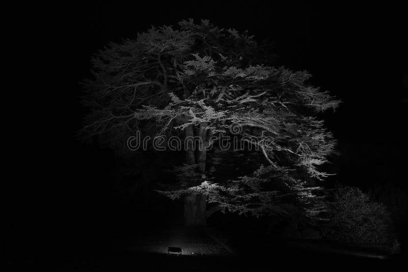 Tree at night stock image. Image of england, white, black - 168149913