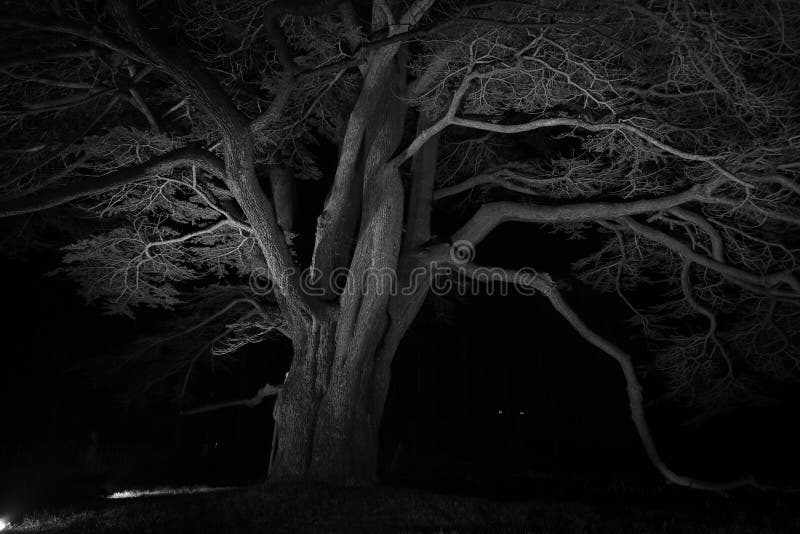 Tree at night stock image. Image of tree, trunk, black - 168149627
