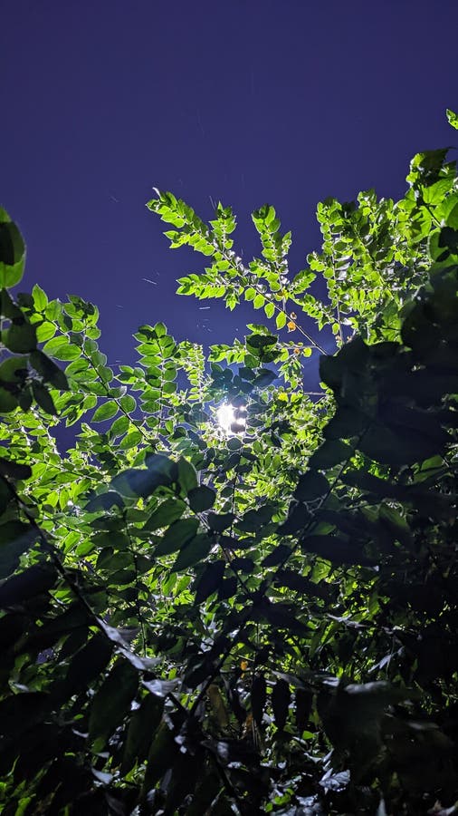 Tree Night by Hidden Lamp Get from Bottom Angle Stock Photo - Image of ...