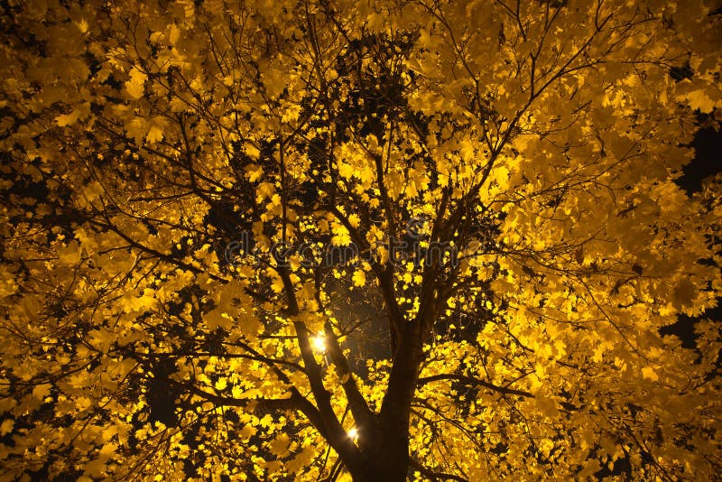 Tree in the night stock photo. Image of object, branches - 34837530