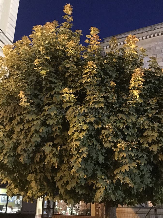 Tree at night stock photo. Image of city, tree, night - 120997398