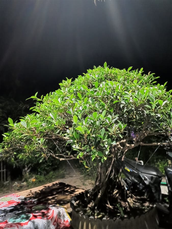 Tree night mode green root stock photo. Image of mode - 226326584
