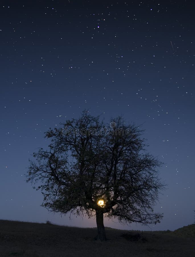 Tree at Night with Moon and Stars Stock Image - Image of black ...