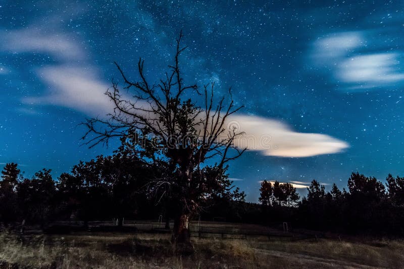 Tree at Night with Moonlight Stock Photo - Image of moonlight, moon ...
