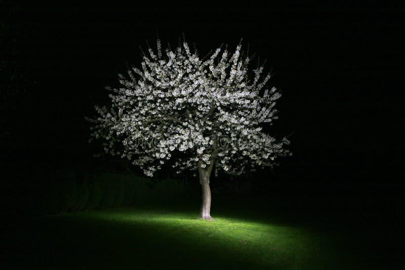 Tree stock image. Image of symbolic, gardens, tree, cherry - 94804107