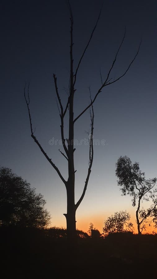 Tree at night stock image. Image of black, shadow, sunset - 152618633