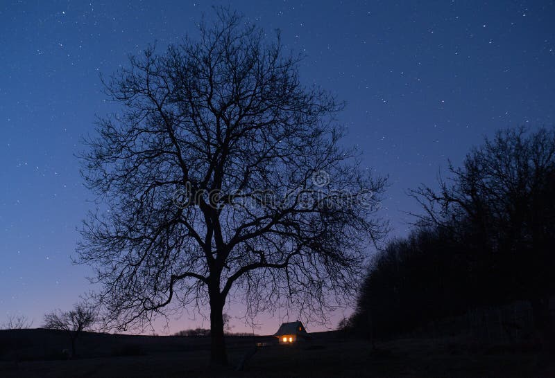 Tree at night stock photo. Image of skyline, landscape - 57949614