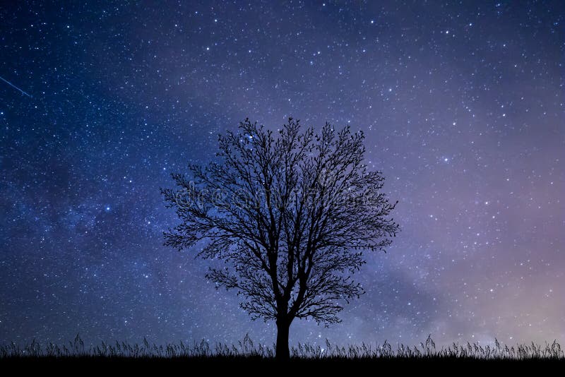 Tree at Night with Starry Sky Stock Illustration - Illustration of ...