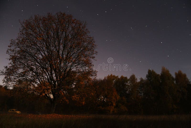 Tree at Night with Stars in the Night Sky Stock Photo - Image of moon ...