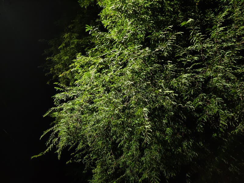 Tree in night stock photo. Image of woodland, light - 191471070