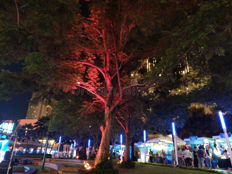 Tree at the night stock image. Image of tree, lamp, view - 125674657