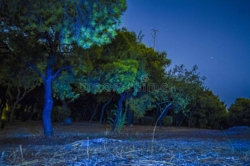 Tree stock photo. Image of vasilis, tree, color, trees - 69362716