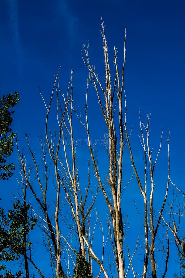 A Tree with No Leaves and a Blue Sky in the Background Stock Image ...