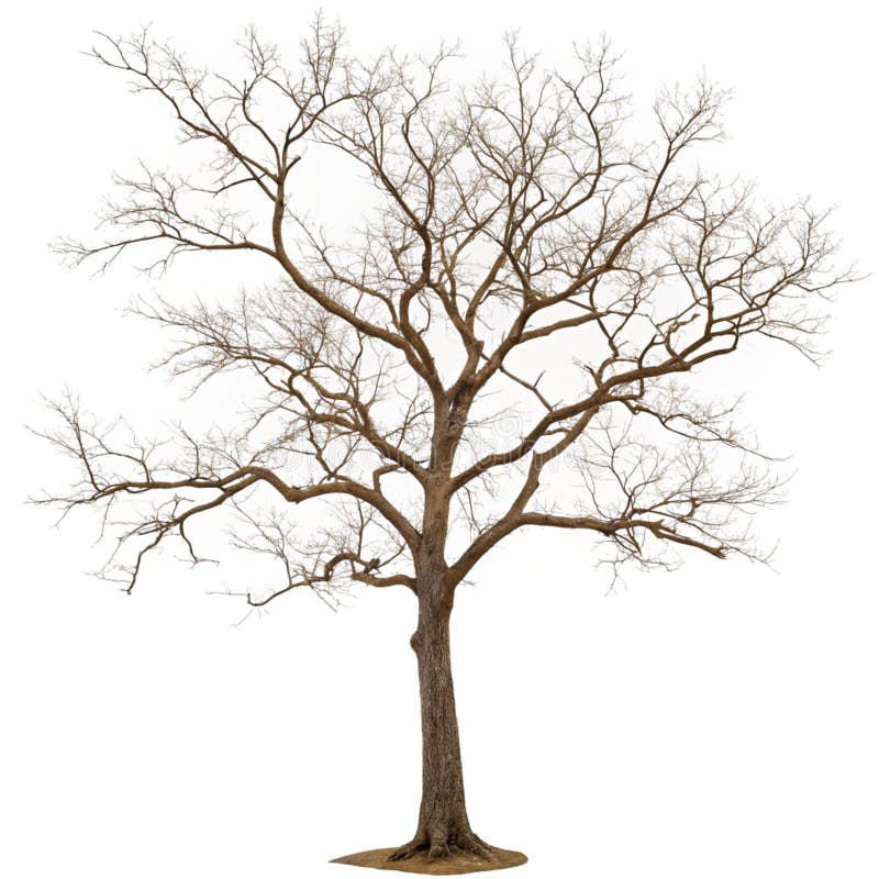 A Tree with No Leaves on White Background Stock Illustration ...