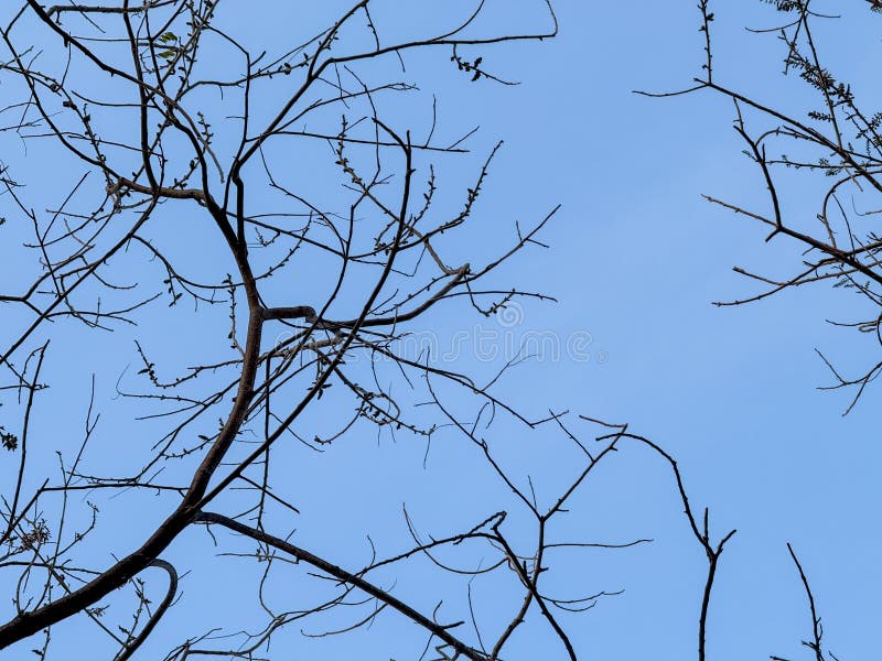 A Tree with No Leaves is Shown Against a Blue Sky Stock Photo - Image ...