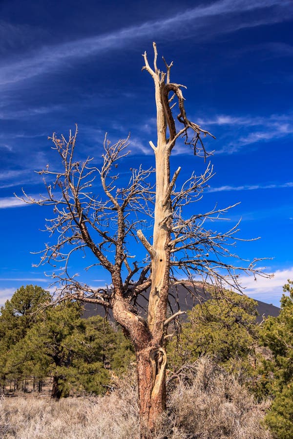 A Tree with No Leaves is Standing in a Field Stock Photo - Image of ...