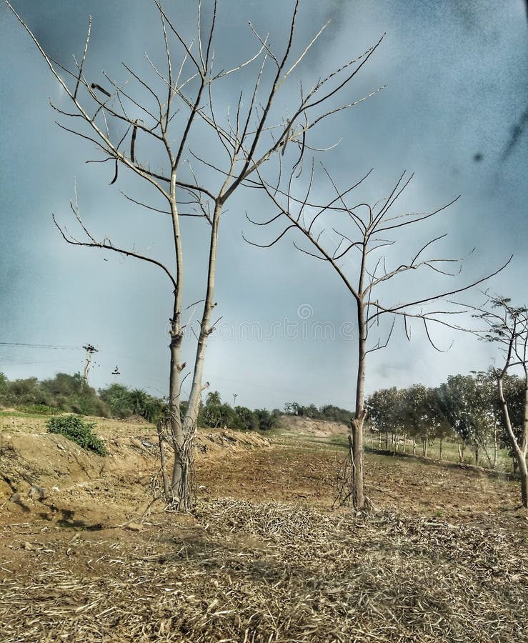 Tree stock photo. Image of trees, leaves, summer, heat - 142819426