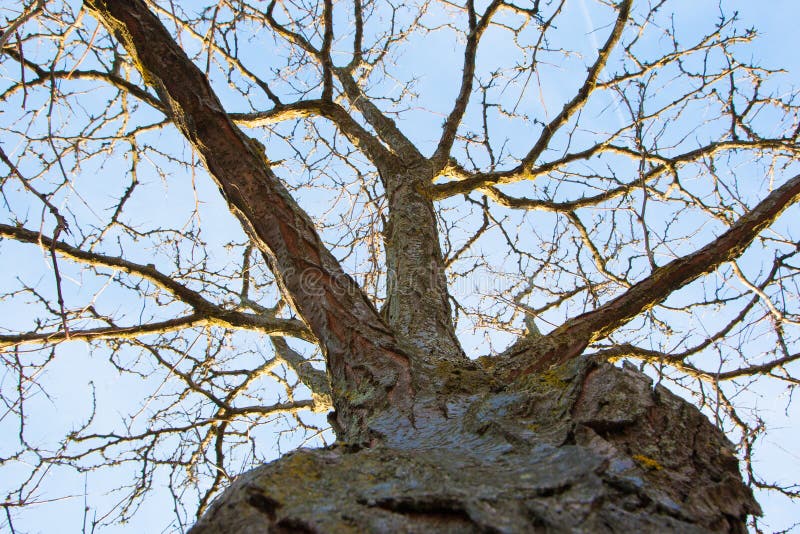 Tree with No Leaves during Winter Stock Image - Image of forest, blue ...