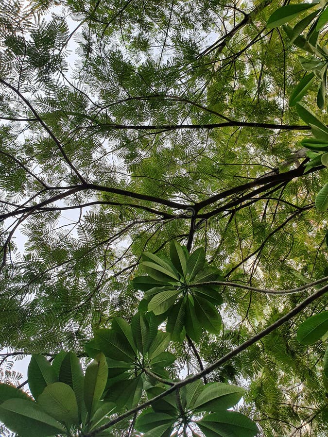 Tree at noon full of hope stock image. Image of plant - 263054123