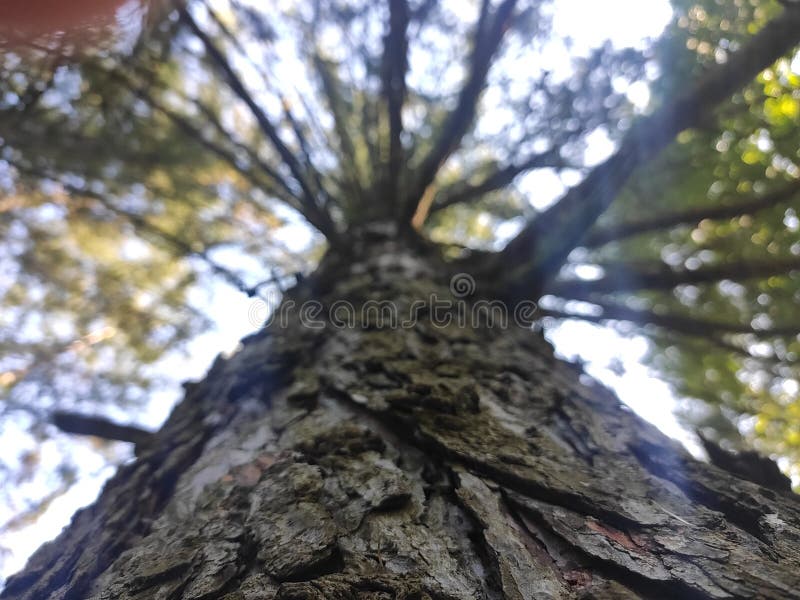 Normal map of tree bark stock image. Image of striped - 193981535